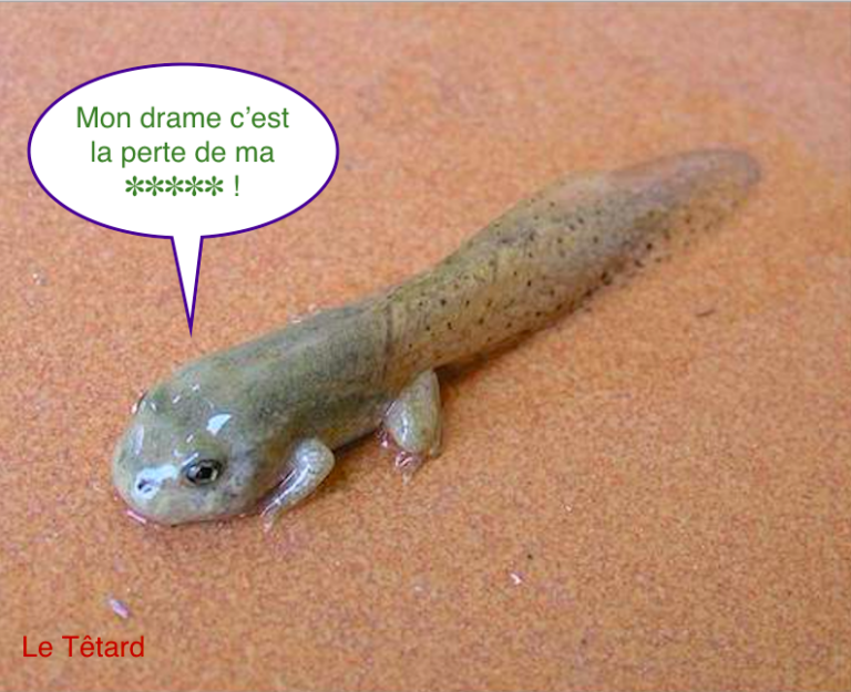 Têtard tardif. – Jean-Louis Augé